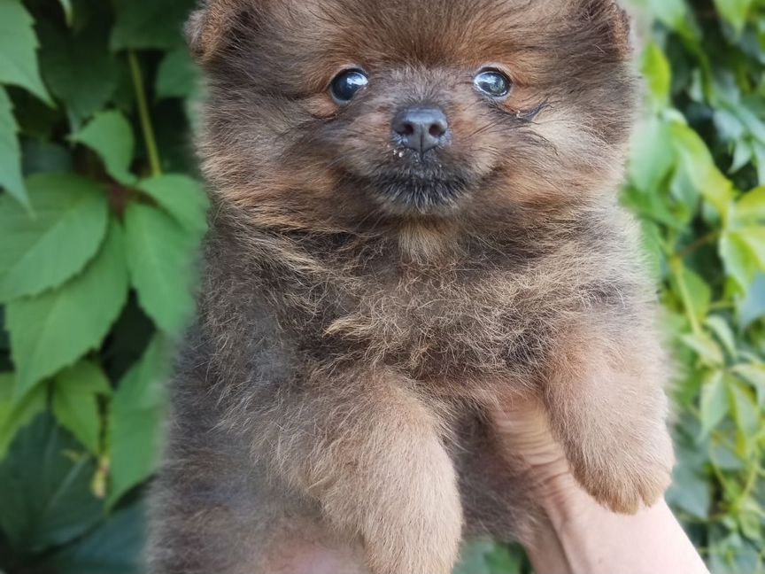 Померанский шпиц