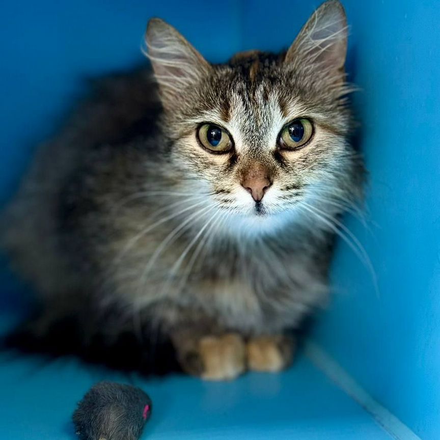 Пушистая красотка Селена в семью