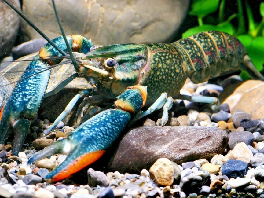 Австралийский красноклешневый рак