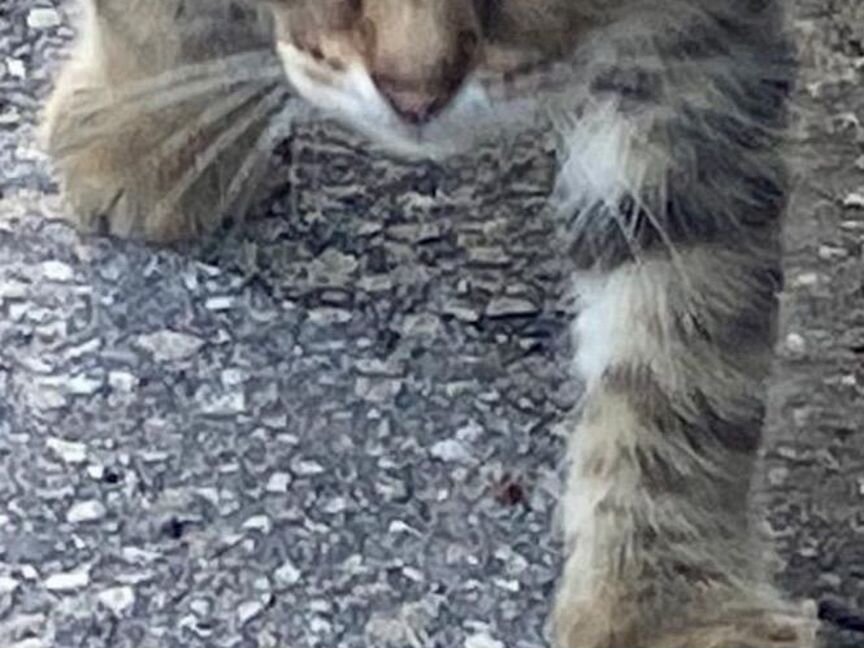 Котенок мальчик 1 месяц