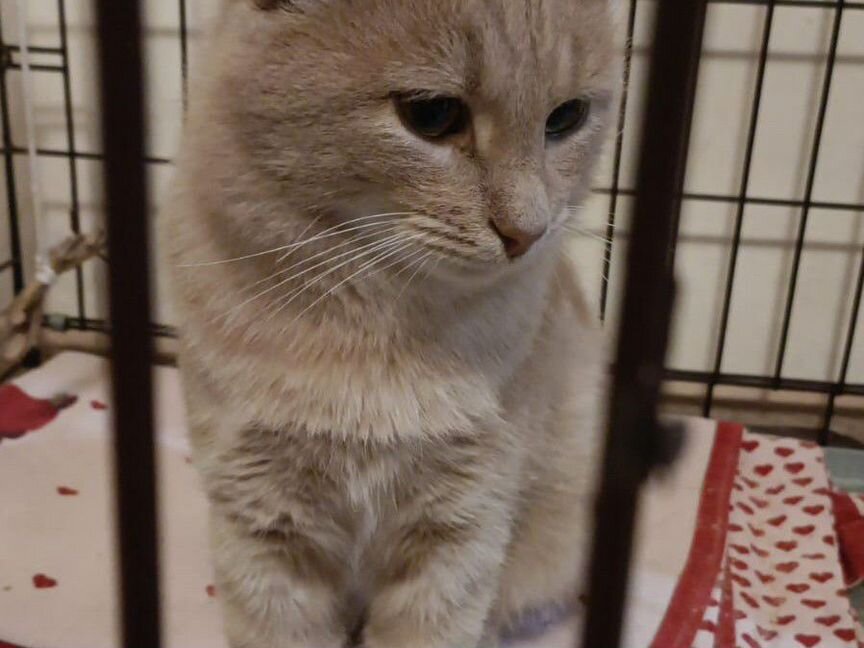 Гоша ищет заботливого хозяина