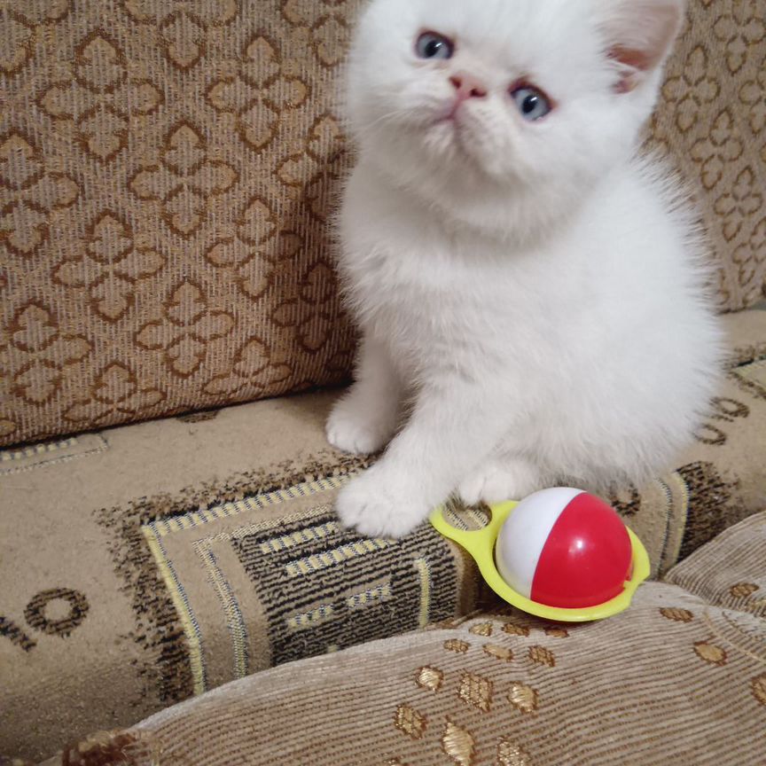 Плюшевый экзот