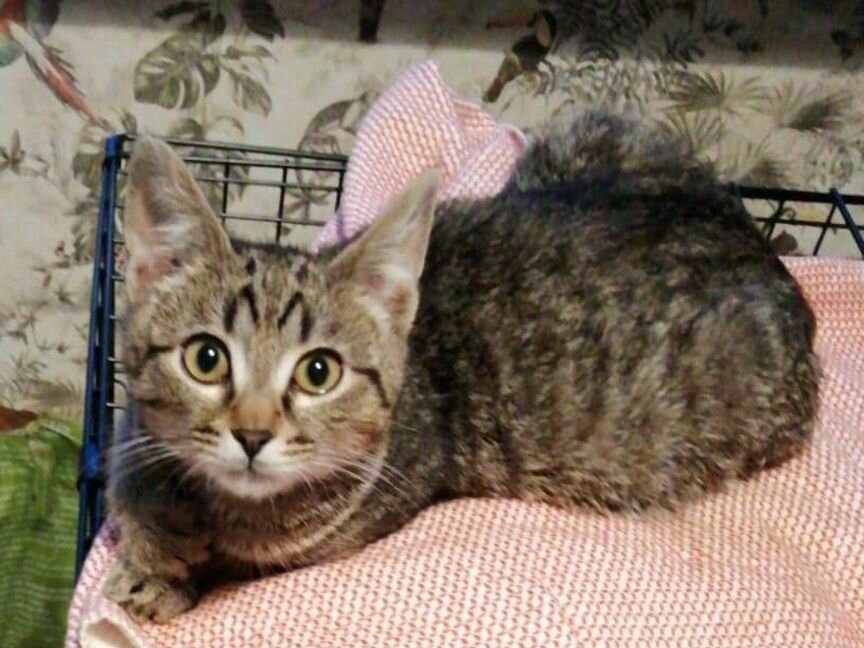 Котенок в добрые руки