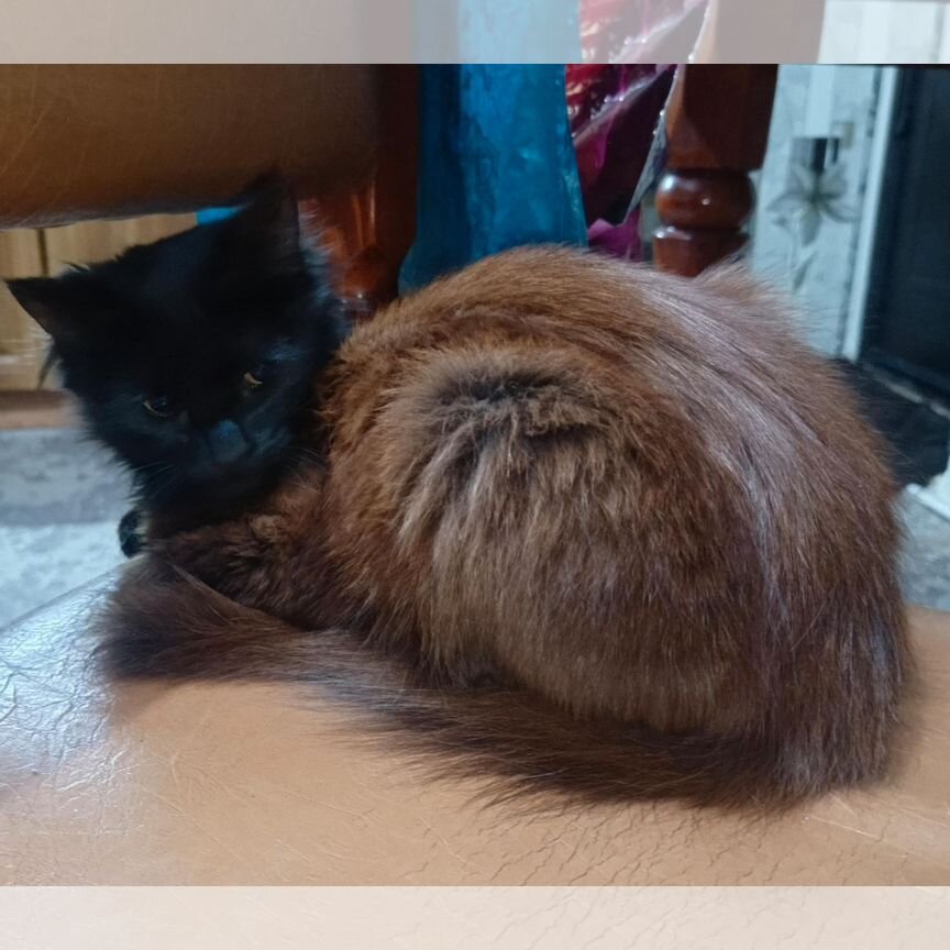 Кошечка ищет дом