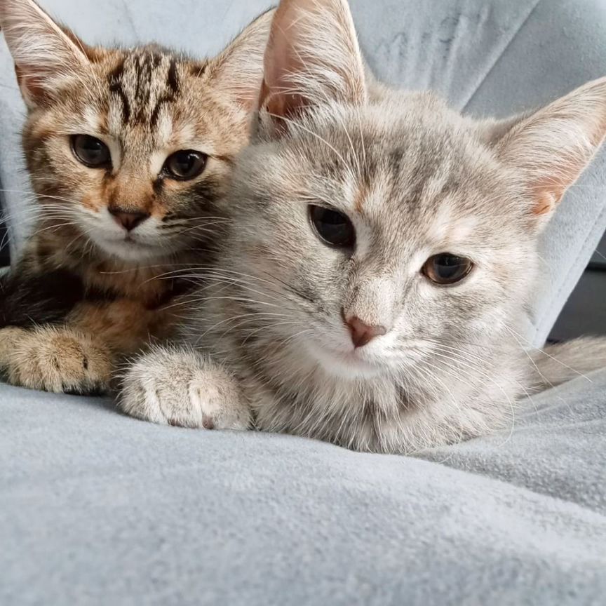 Отдам котят в добрые руки