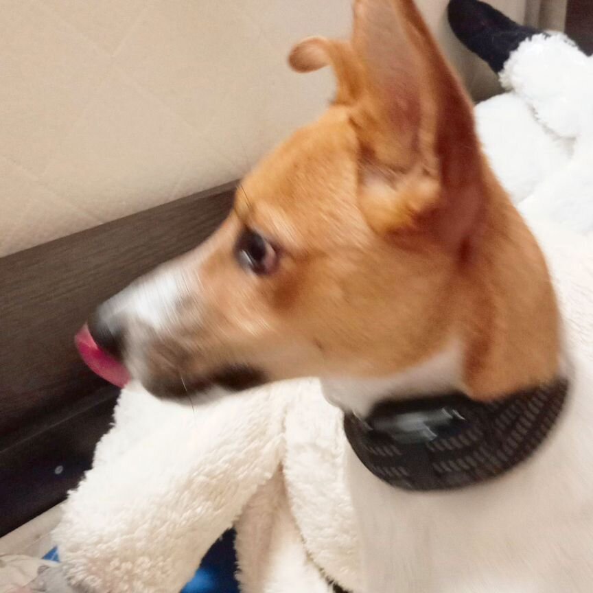 Вязка Джек парсен