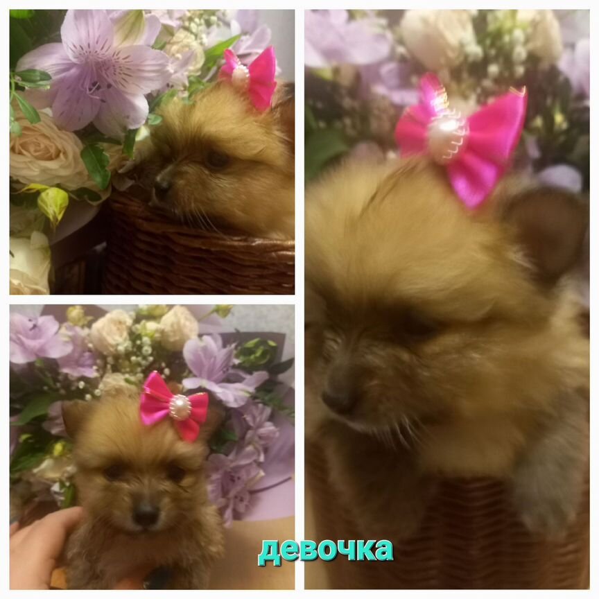 Щенки померанского шпица
