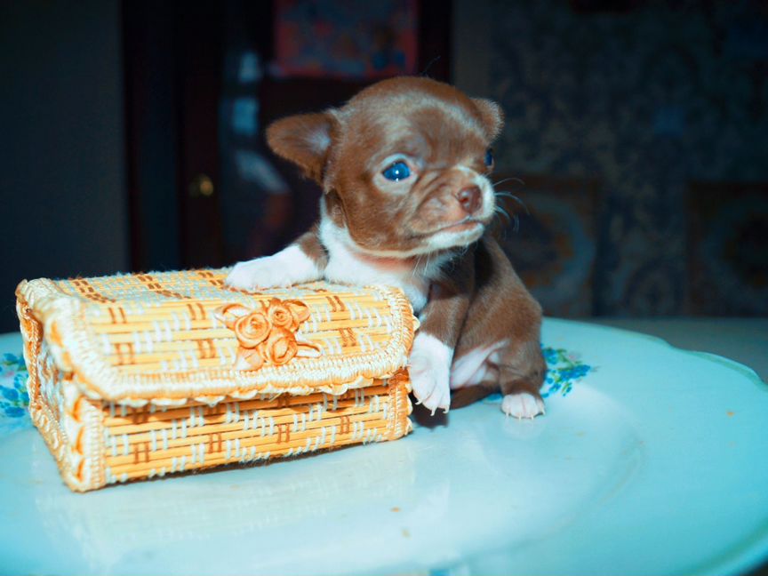 Карманная мини Девочка чихуахуа