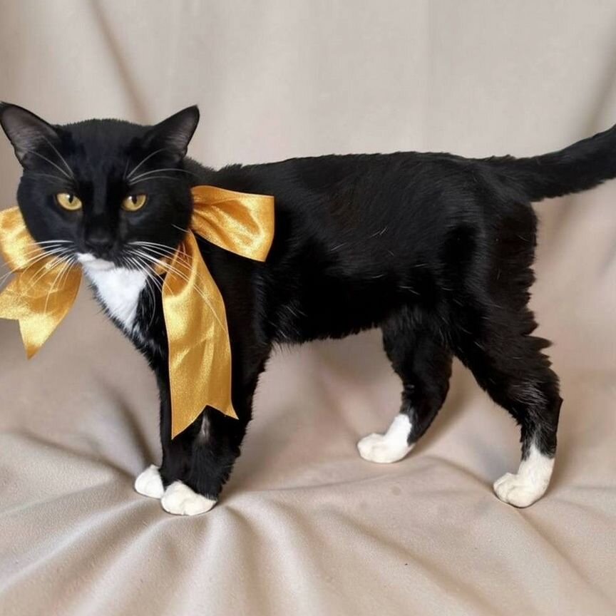 Взрослый кот в добрые руки