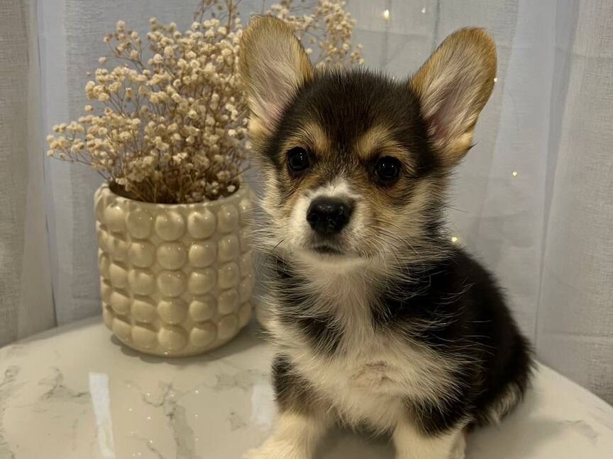 Щенки корги