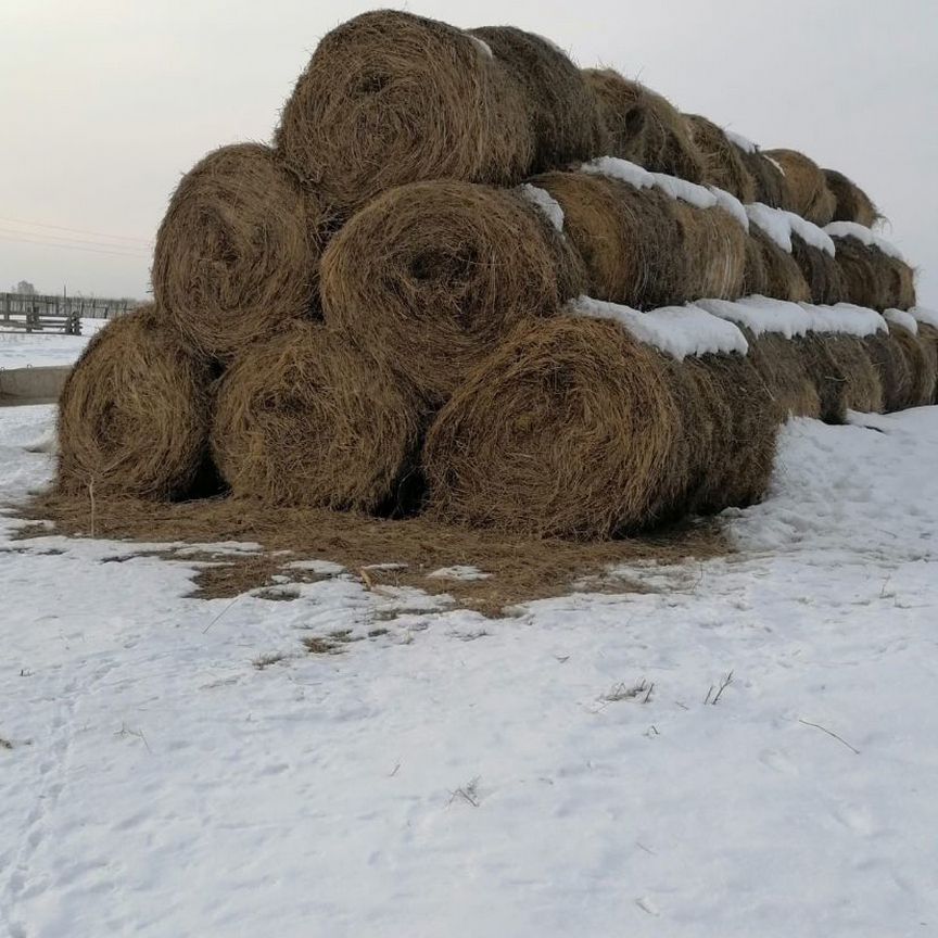Сено в рулонах
