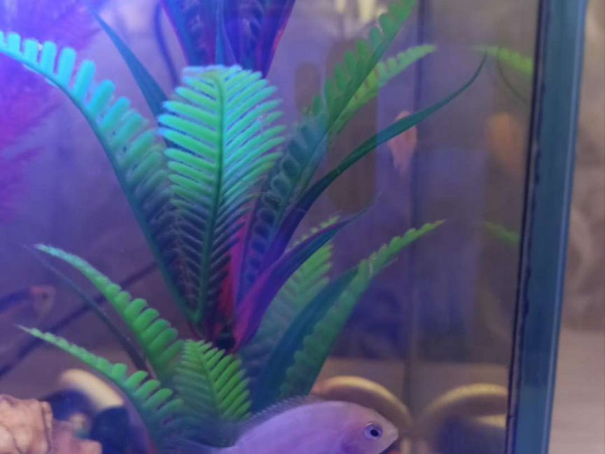 Цихлиды малыши