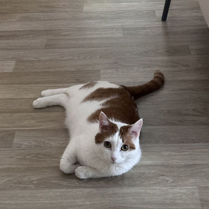 Кот Тишка