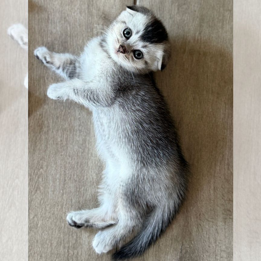 Шотландский вислоухий короткошёрстный котёнок