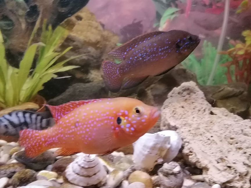 Хромис красавец. Самочка. 1 год