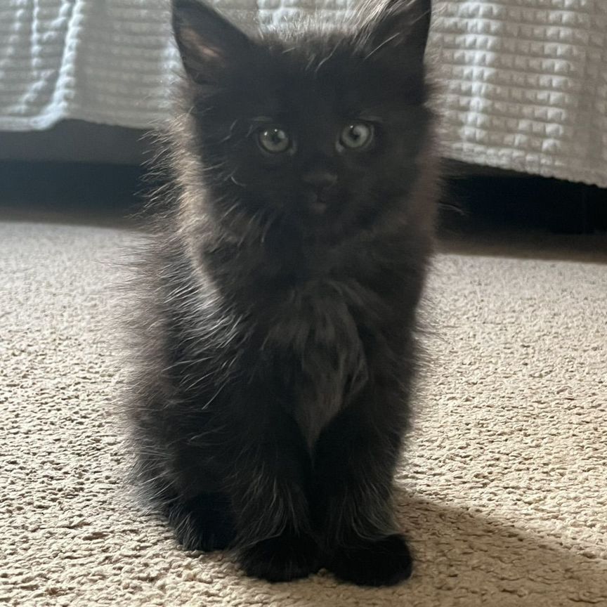 Черные котята