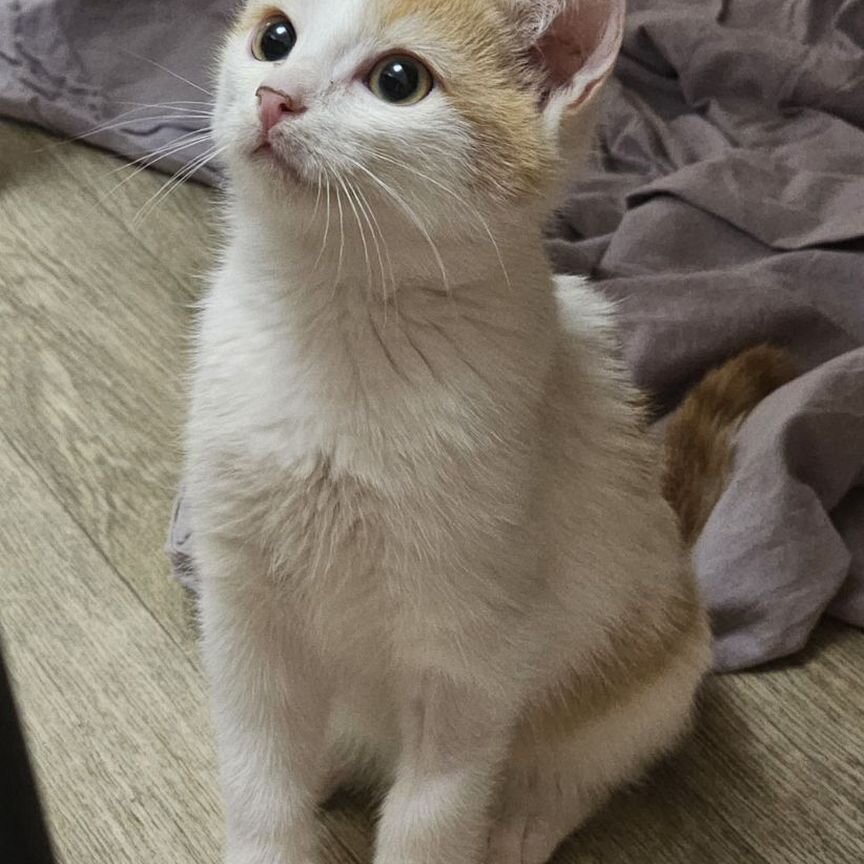 Котята ищут дом