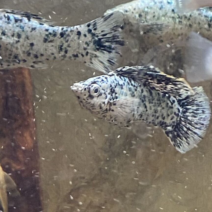 Велифера платина далматин