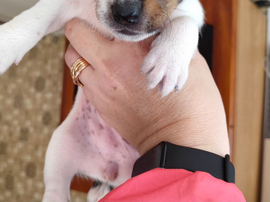 Фокстерьер