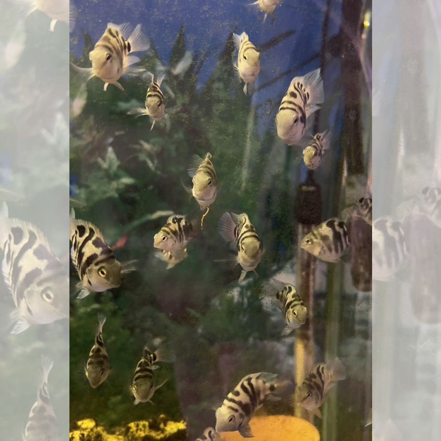 Аквариумные рыбки