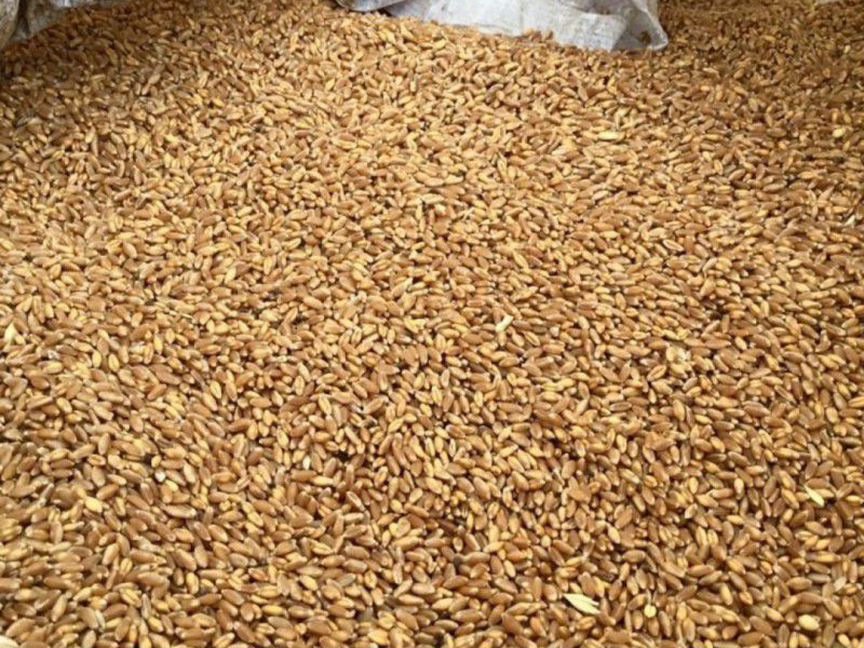 Пшеница фуражная