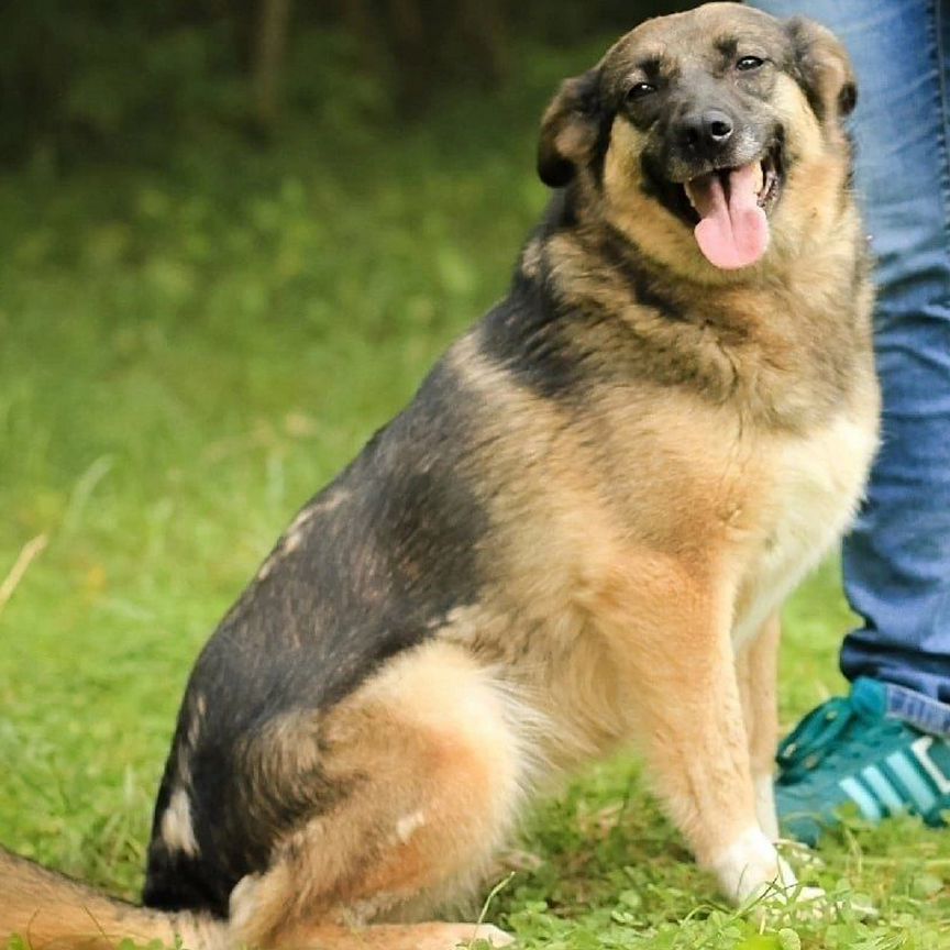 Отдам в надежные руки собаку Луша