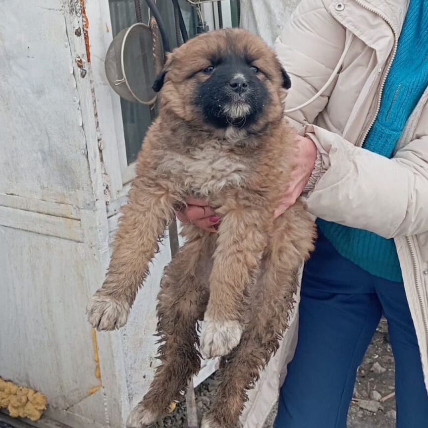 Щенок нашли в лесу