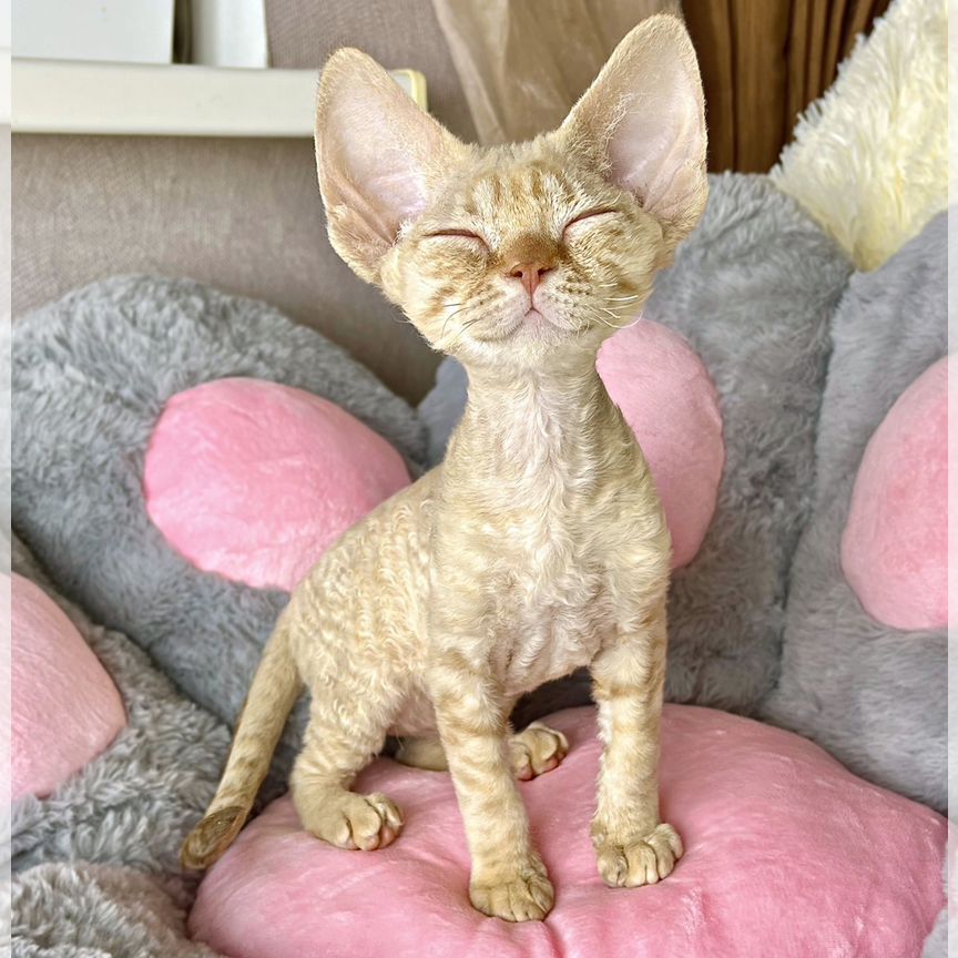 Девон-рекс котёнок
