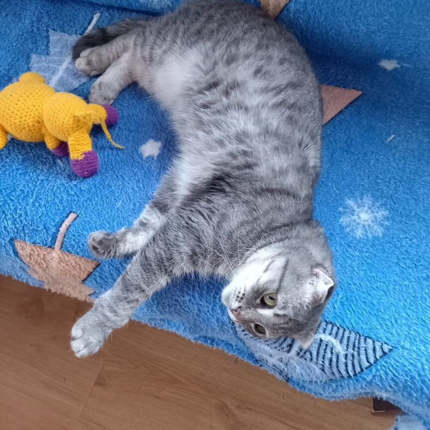 Отдам бесплатно шотландскую кошку
