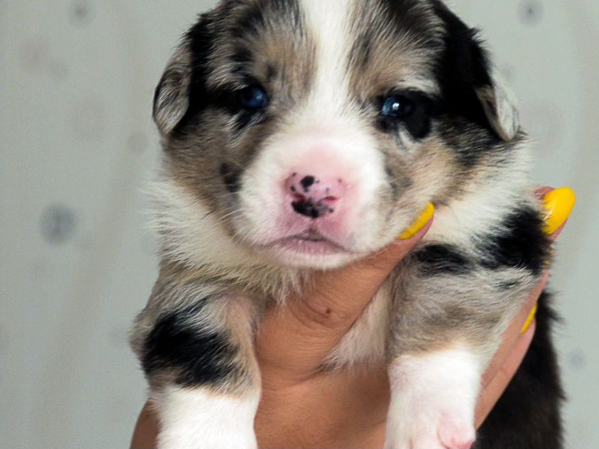 Вельш корги кардиган щенки