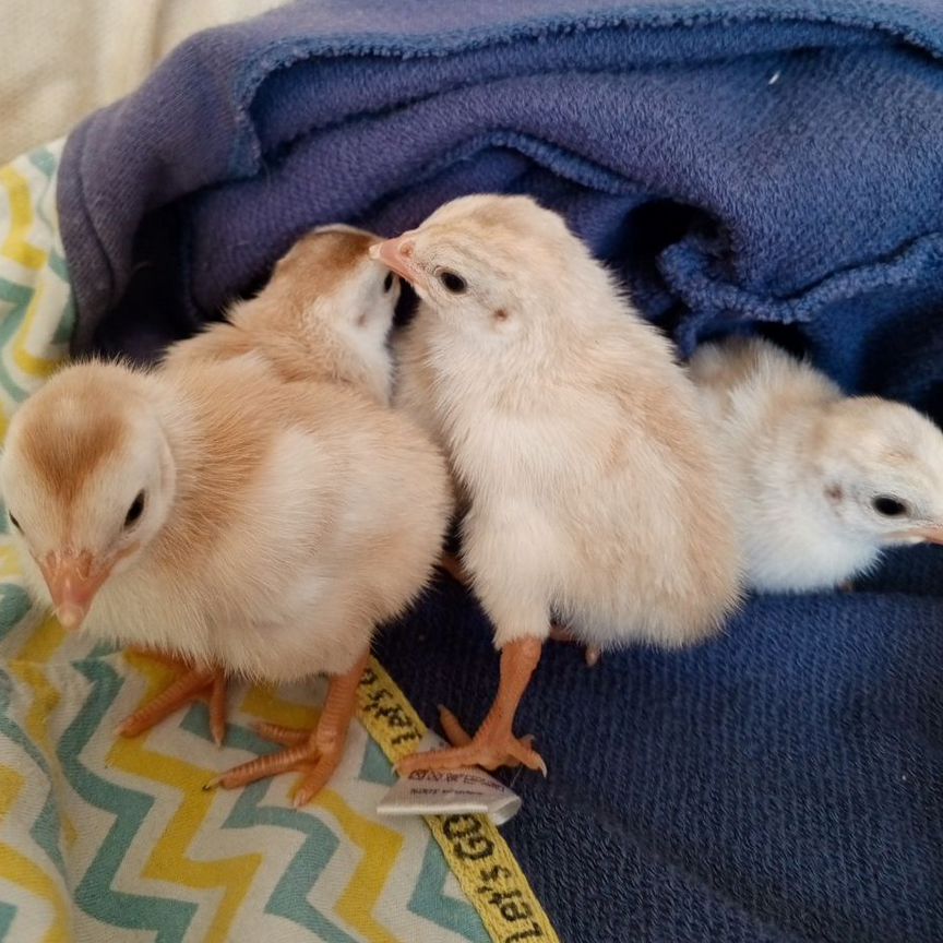 Цесарята, цыплята