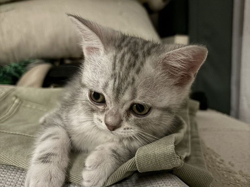 Шотланский котенок