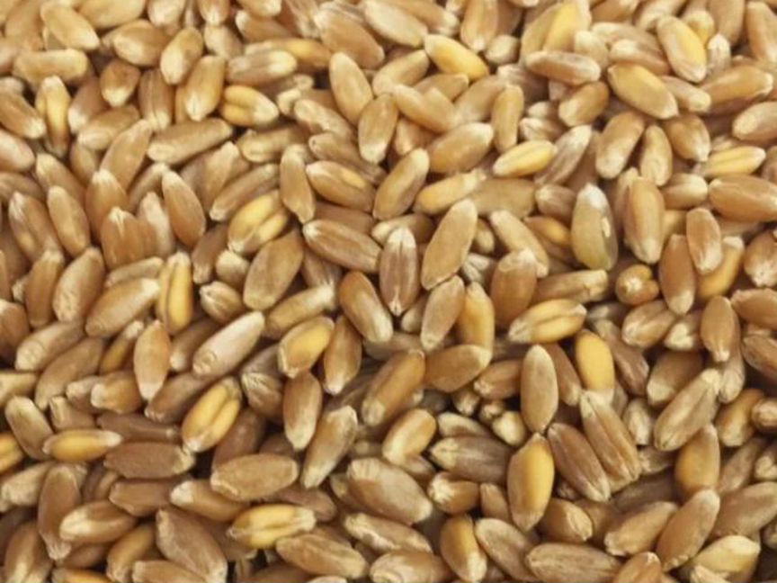 Зерно пшеница