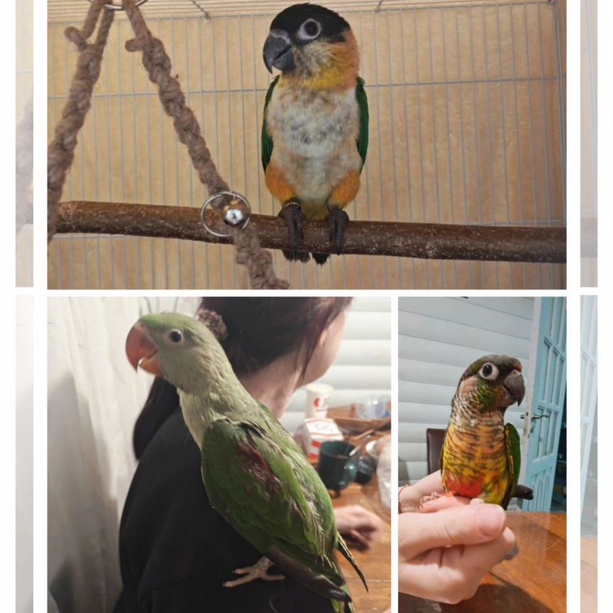 Попугай каик, александрийский и другии