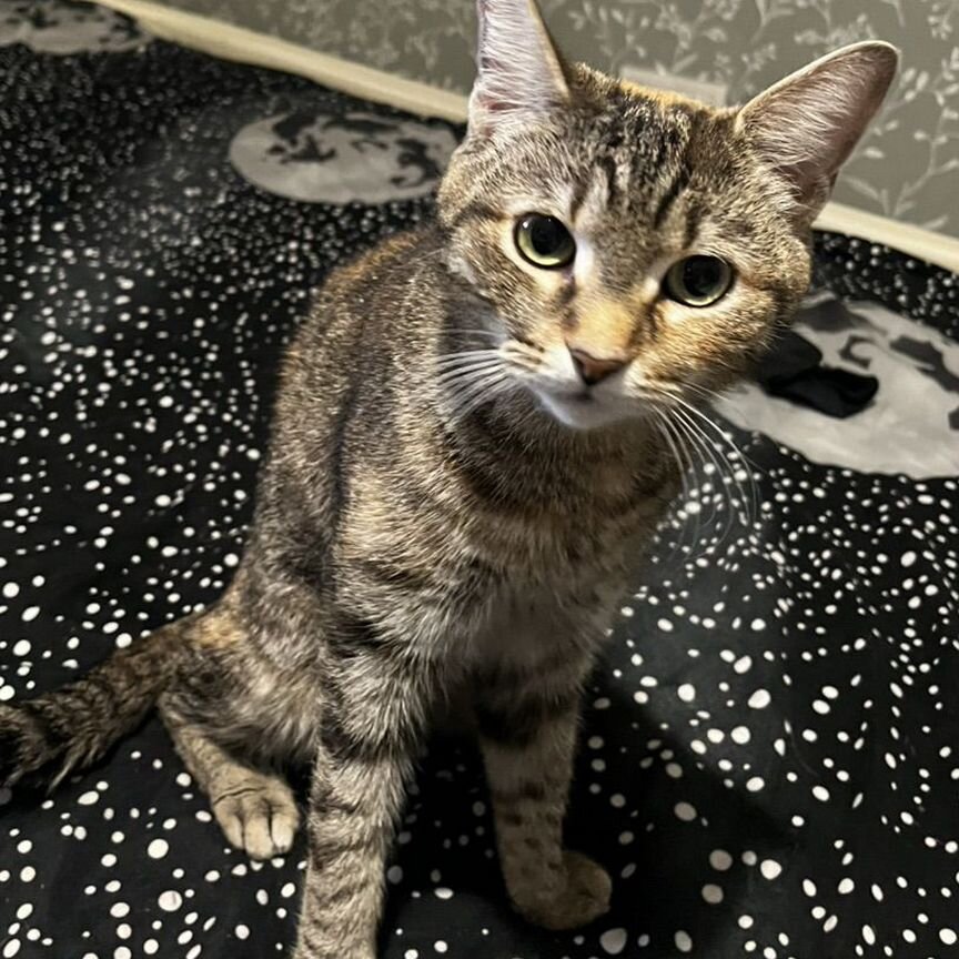 Взрослая, кошка в добрые руки