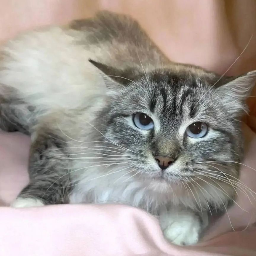 Невская маскарадная, взрослая кошка