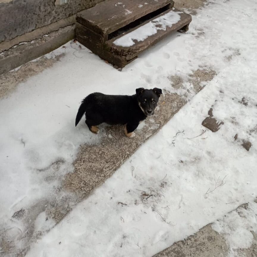 Отдам песика в хорошие руки