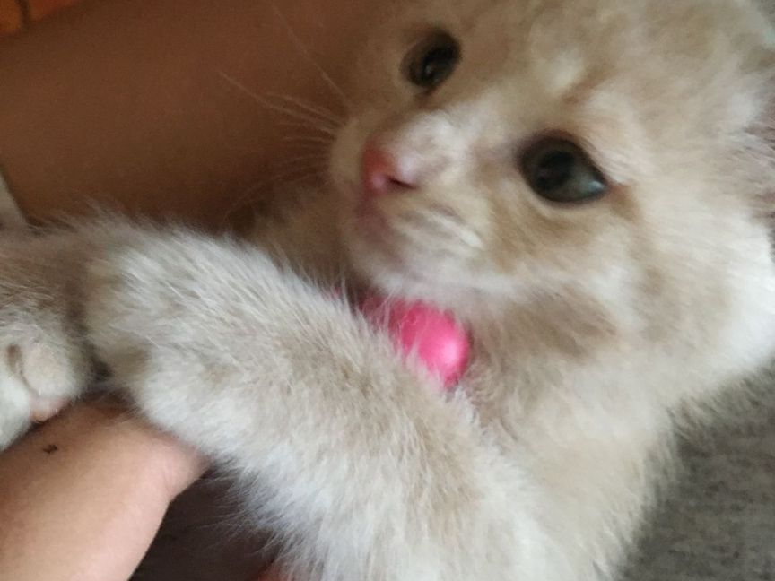 Котёнок в добрые руки за 100-50