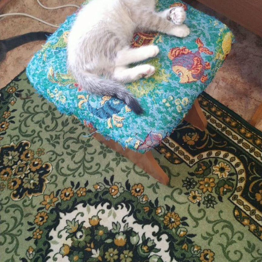 Британские котята
