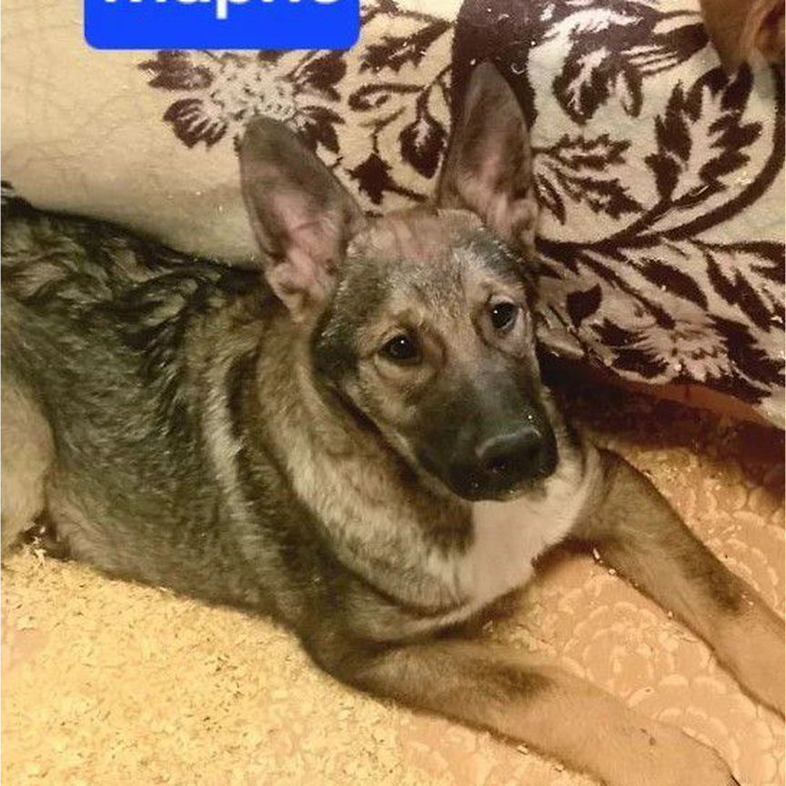 Щенок в добрые руки