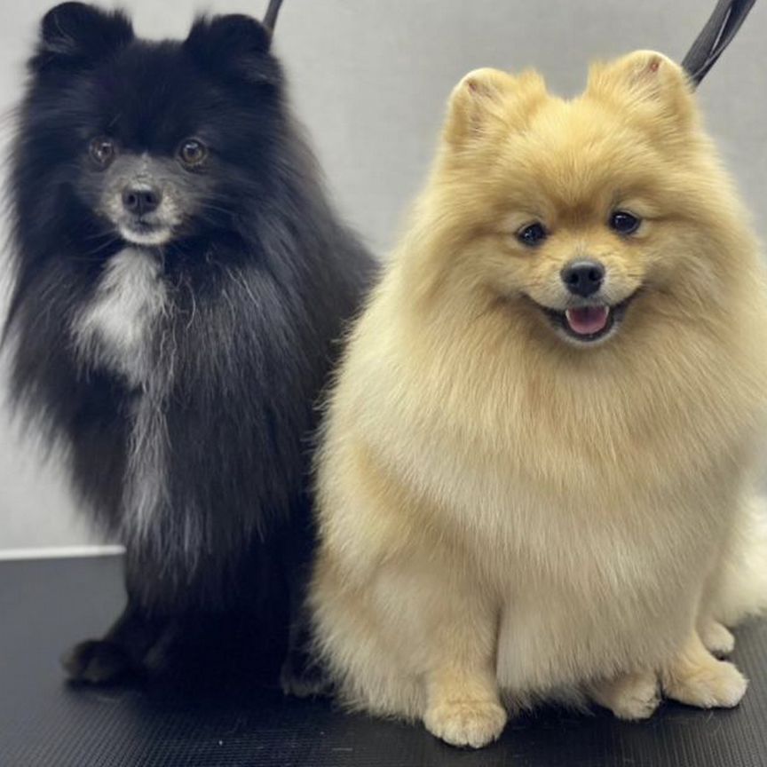 Щенки шпица