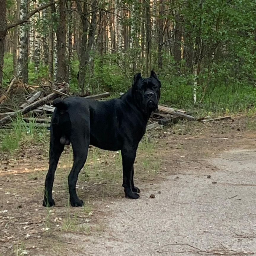 Вязка кабель кане корсо