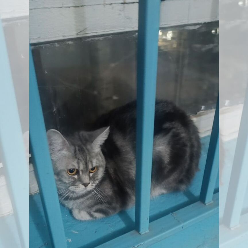 Шотландская прямоухая короткошёрстная, взрослая кошка