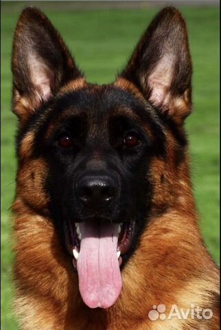 Немецкая овчарка вязка