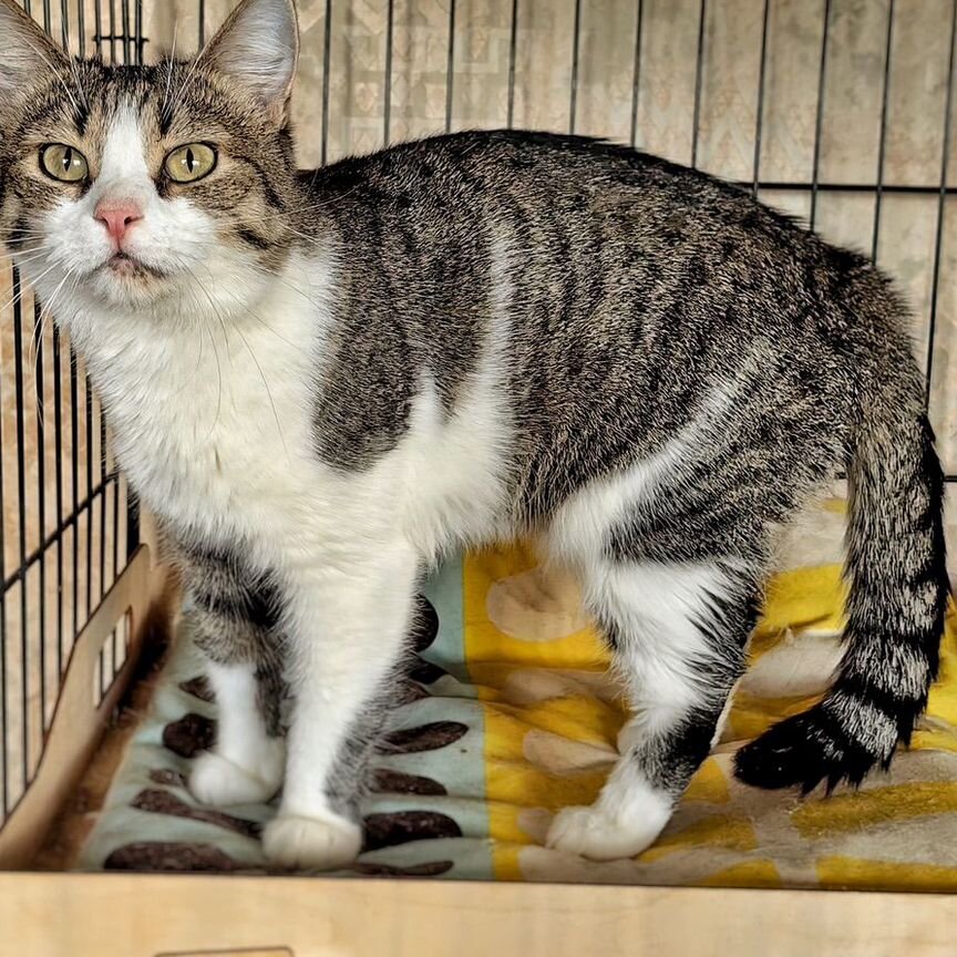 Котик в добрые руки