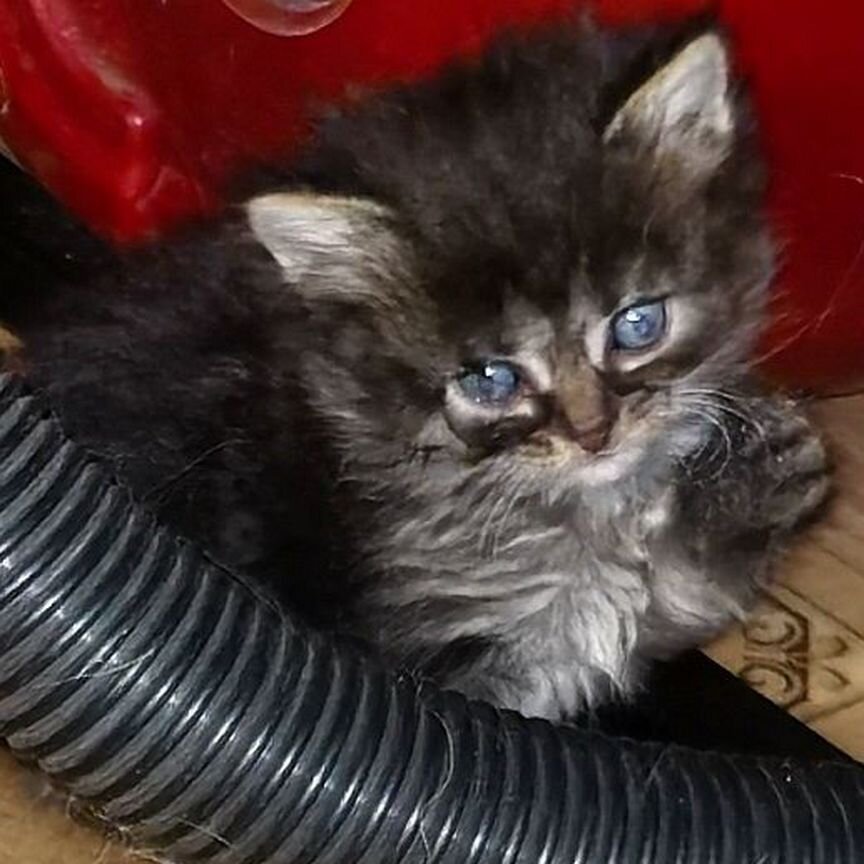 Сибирский котёнок