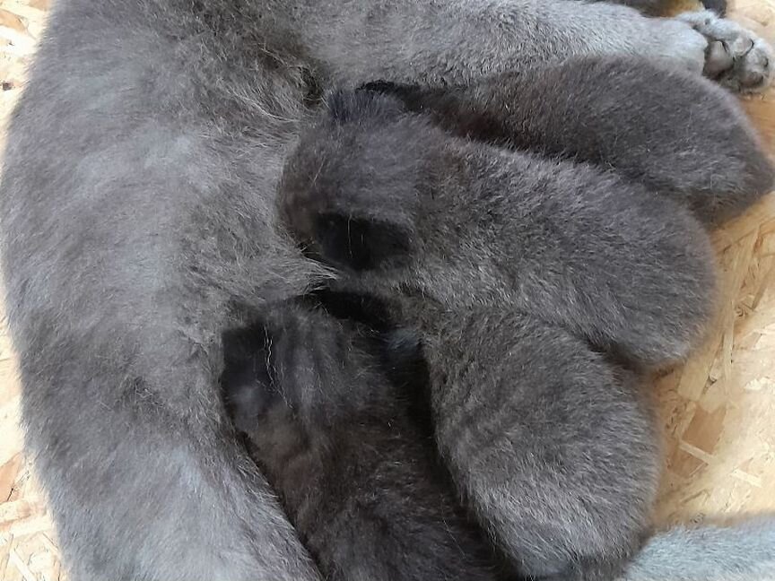 Британские котята