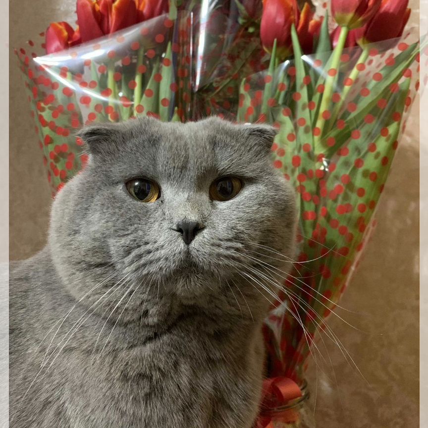 Котята шотландцы