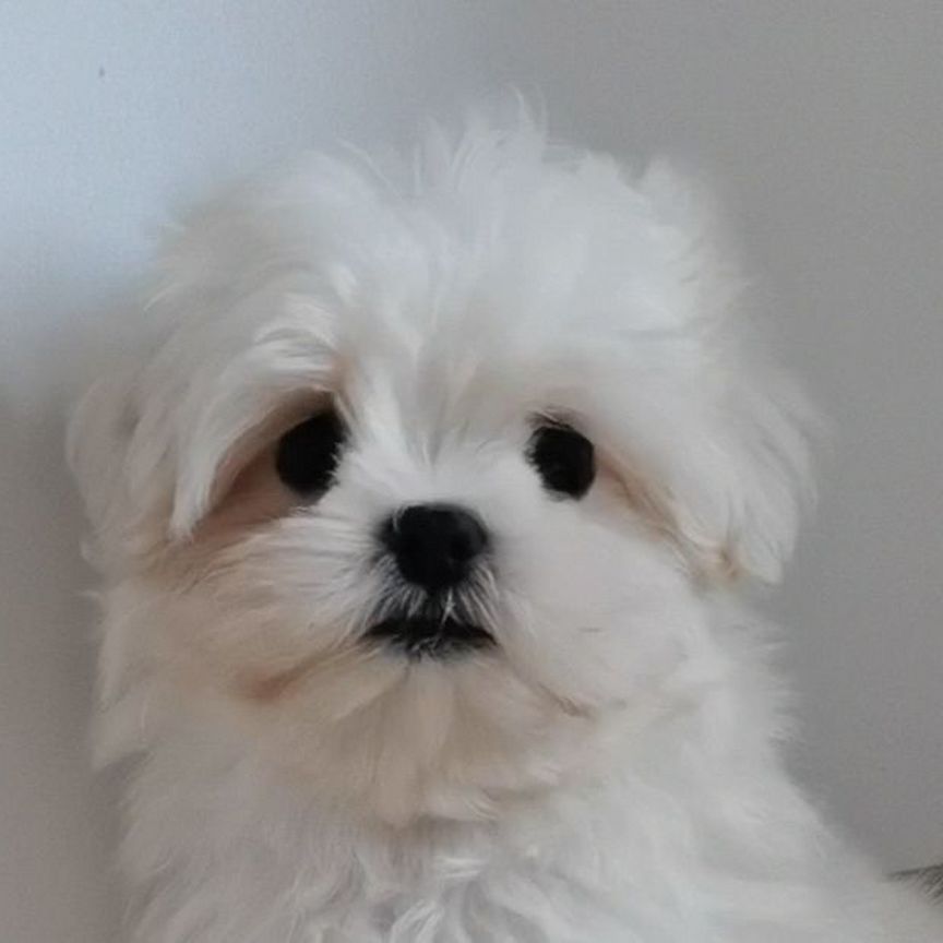 Мальтезе мальчик РКФ