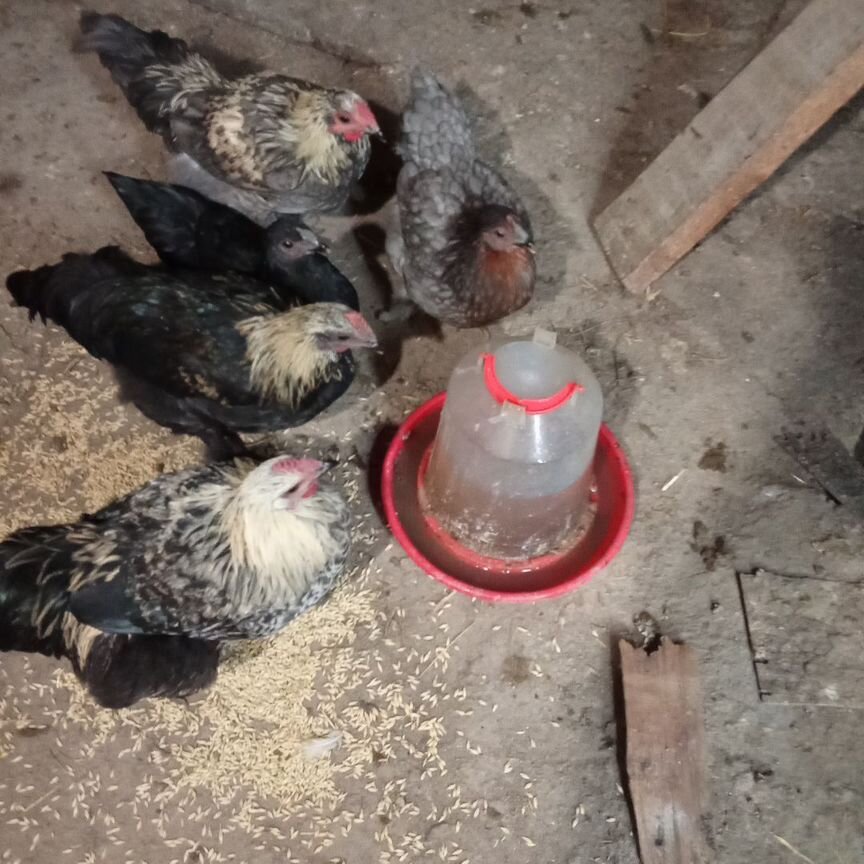 Куры цыплята